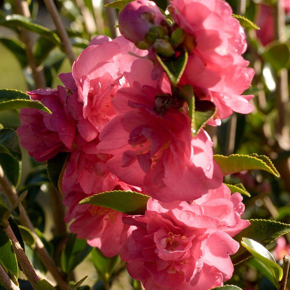 SOUTHERN LIVING 2 Gal. October Magic Rose Camellia(sasanqua) - Live ...