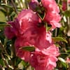 SOUTHERN LIVING 2.5 Qt. October Magic Rose Camellia(sasanqua) - Live ...