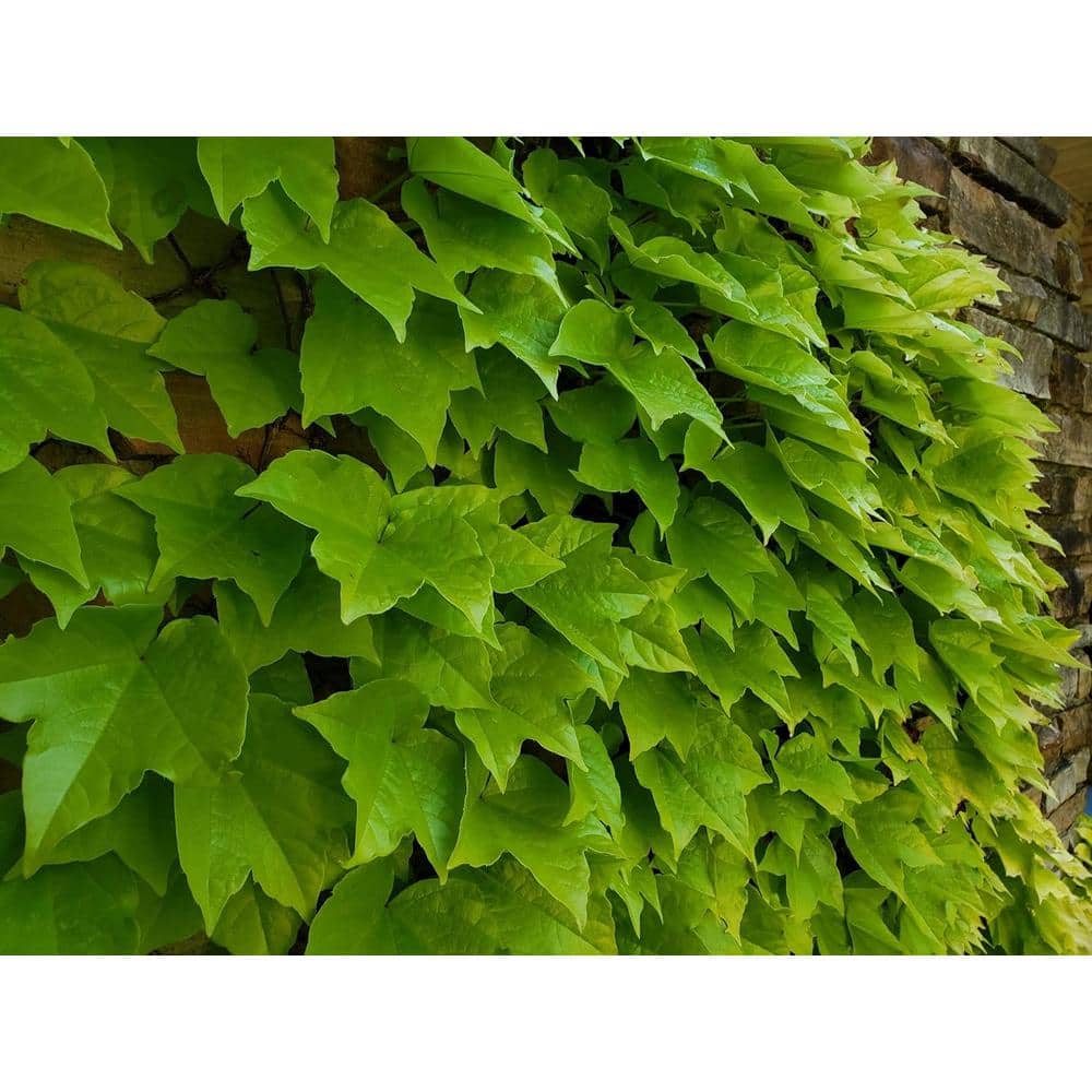 Wekiva Foliage Boston Ivy-Live Starter Vine in a 2 Inch Growers Pot ...