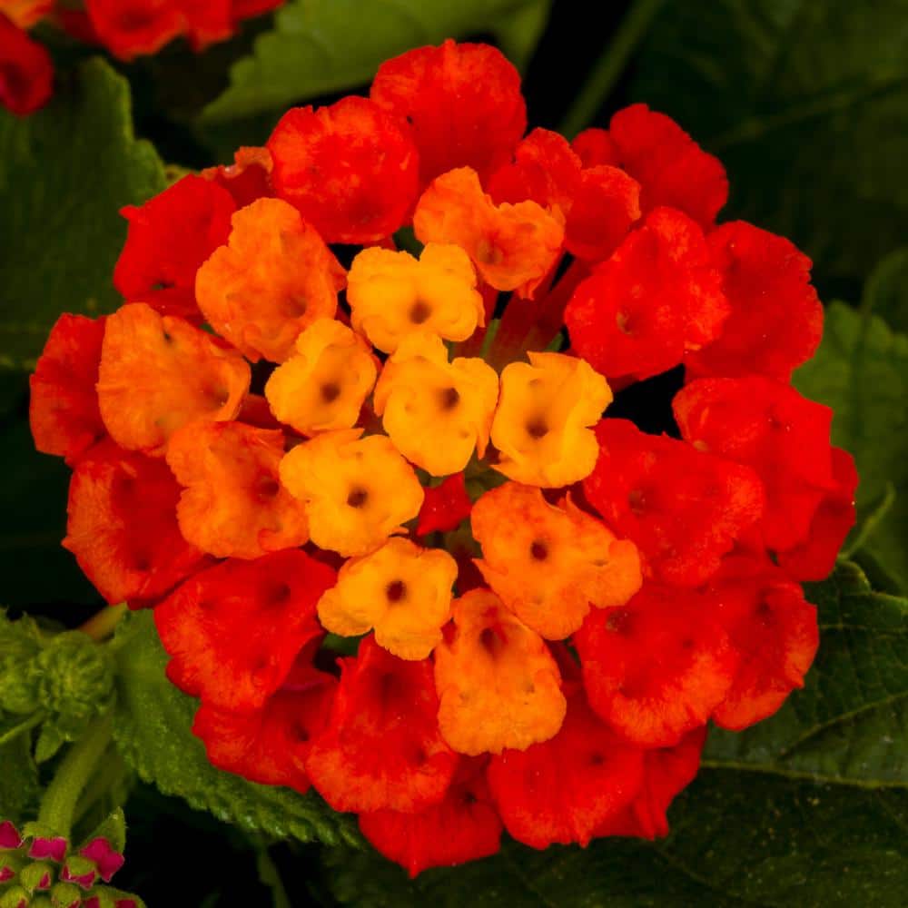 MASTERPIECE FLOWER COMPANY 1 qt. Vigoro Lantana Hot Blooded Annual ...