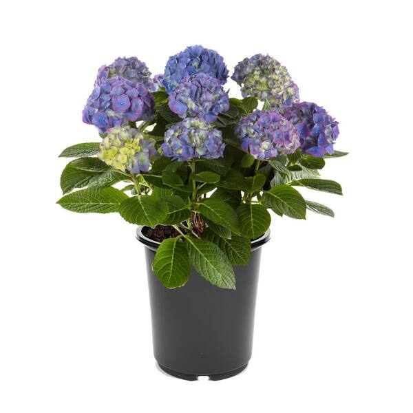 2.5 qt. Hydrangea macrophylla Hi River Pink Perennial Plant with Pink ...