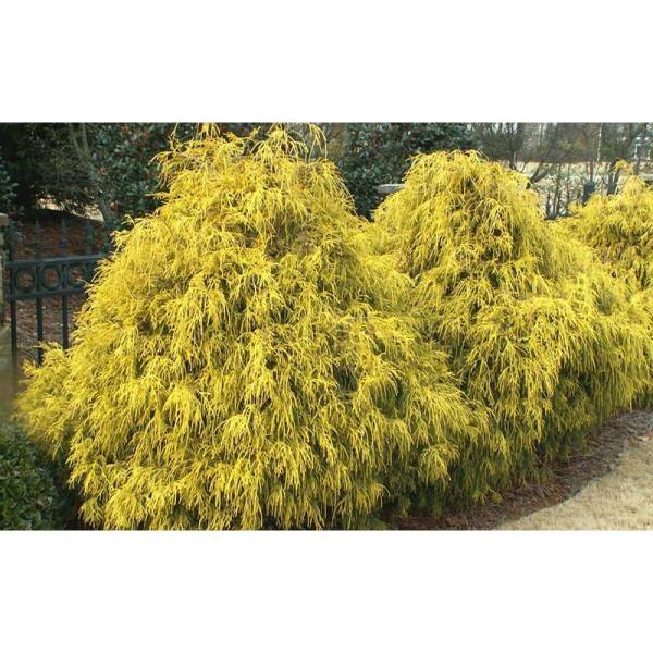 Buy 1 Gal. Kings Gold Threadbranch Cypress Shrub Brings Rich, Permanent ...