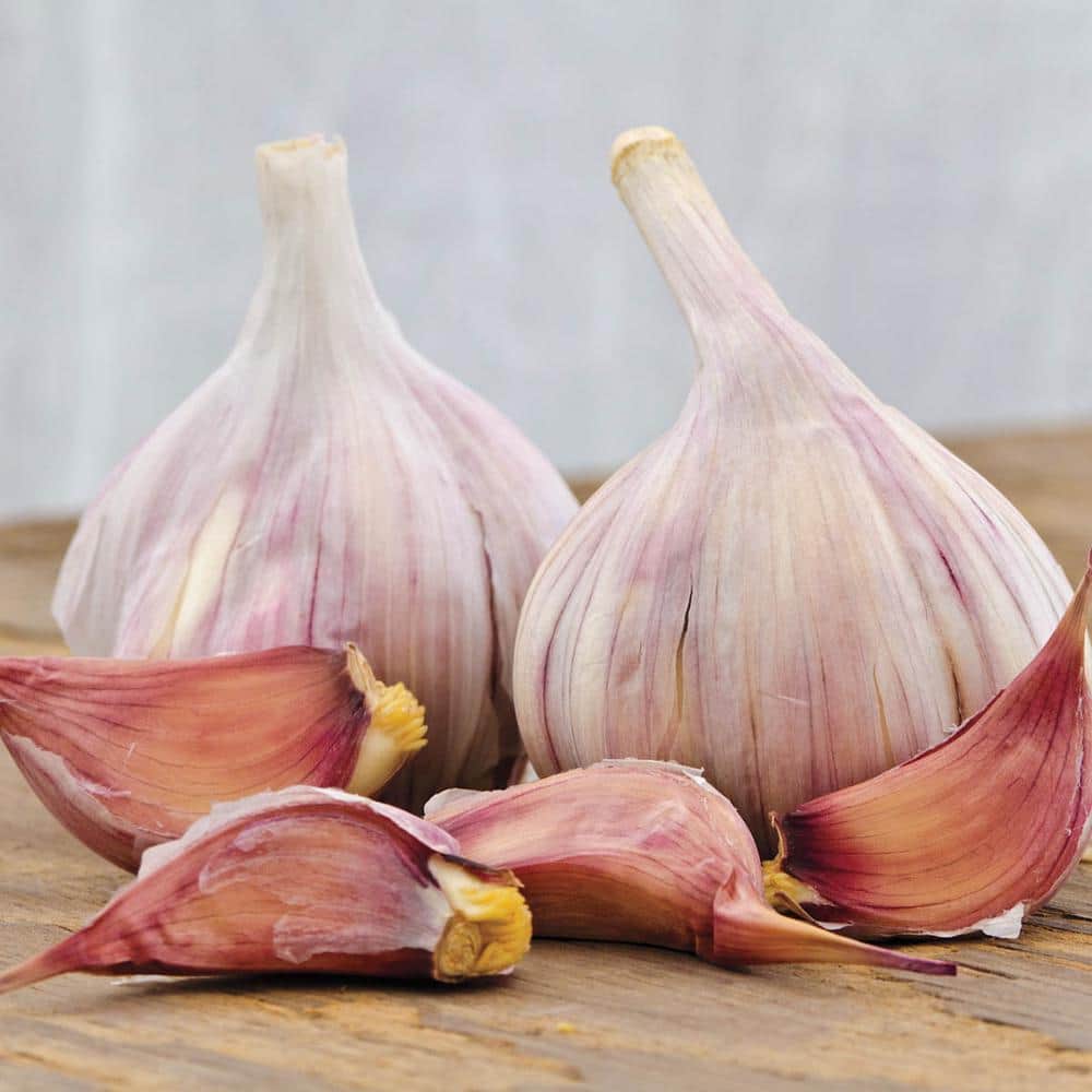 Gurney's Duganski Hardneck Garlic, Dormant Bare Root Vegetable Bulb (1 ...