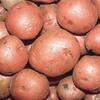 Gurney's Seed Potato Red Norland (2 lbs. Pack) 74028 - The Home Depot