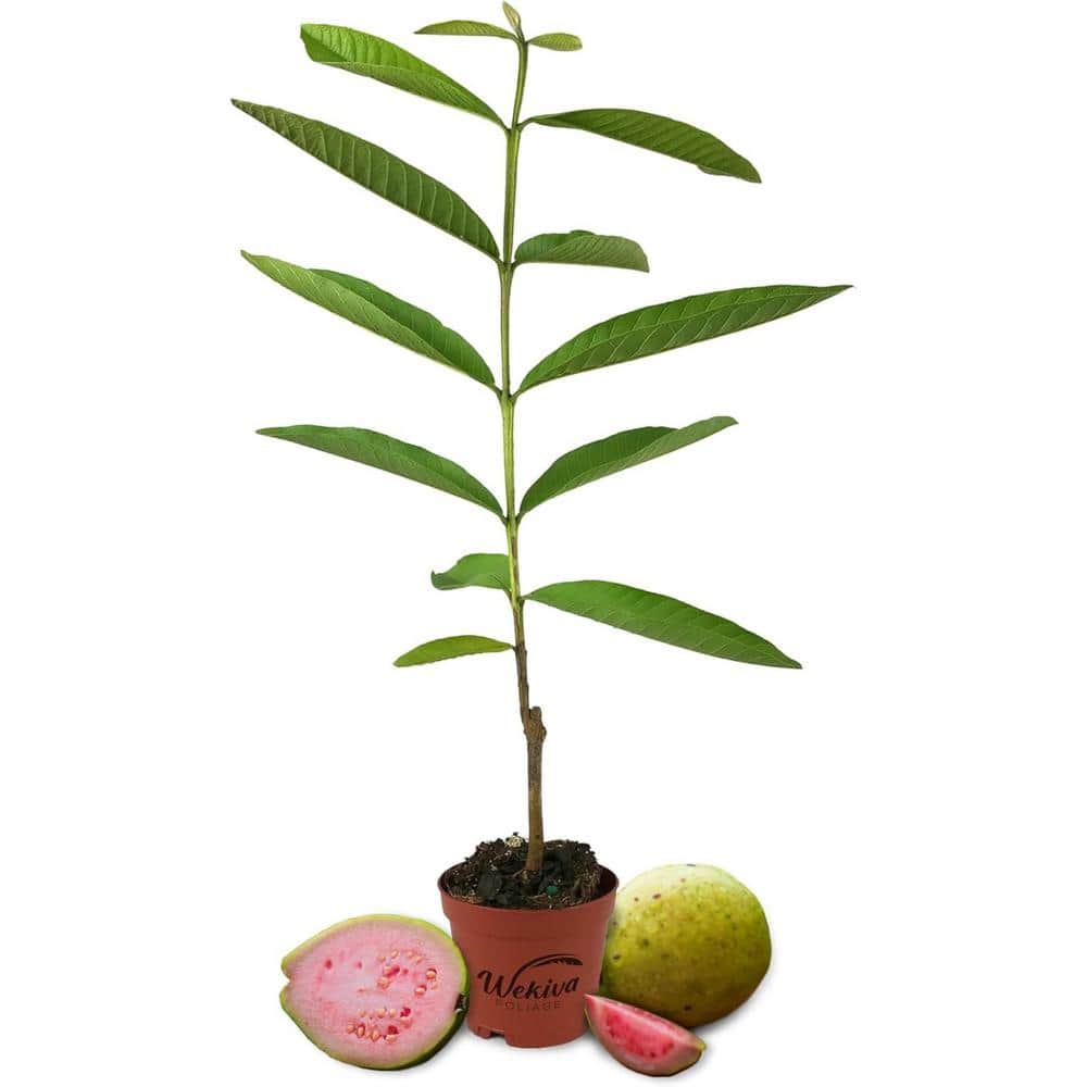 Wekiva Foliage Barbie Pink Guava Tree-Live Starter Plant in a 2 Inch ...