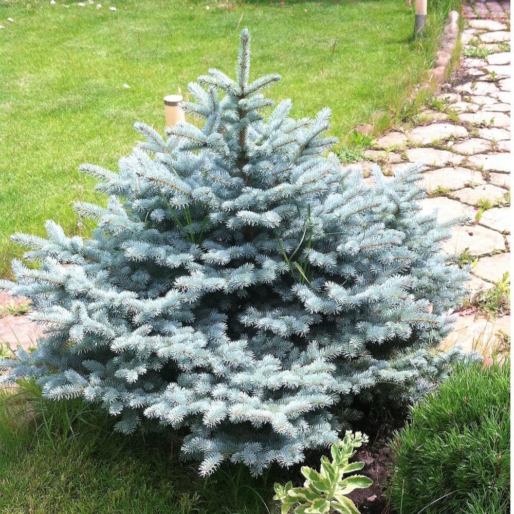 Online Orchards 1 Gal. Baby Blue Spruce Shrub With Silvery Turquoise ...