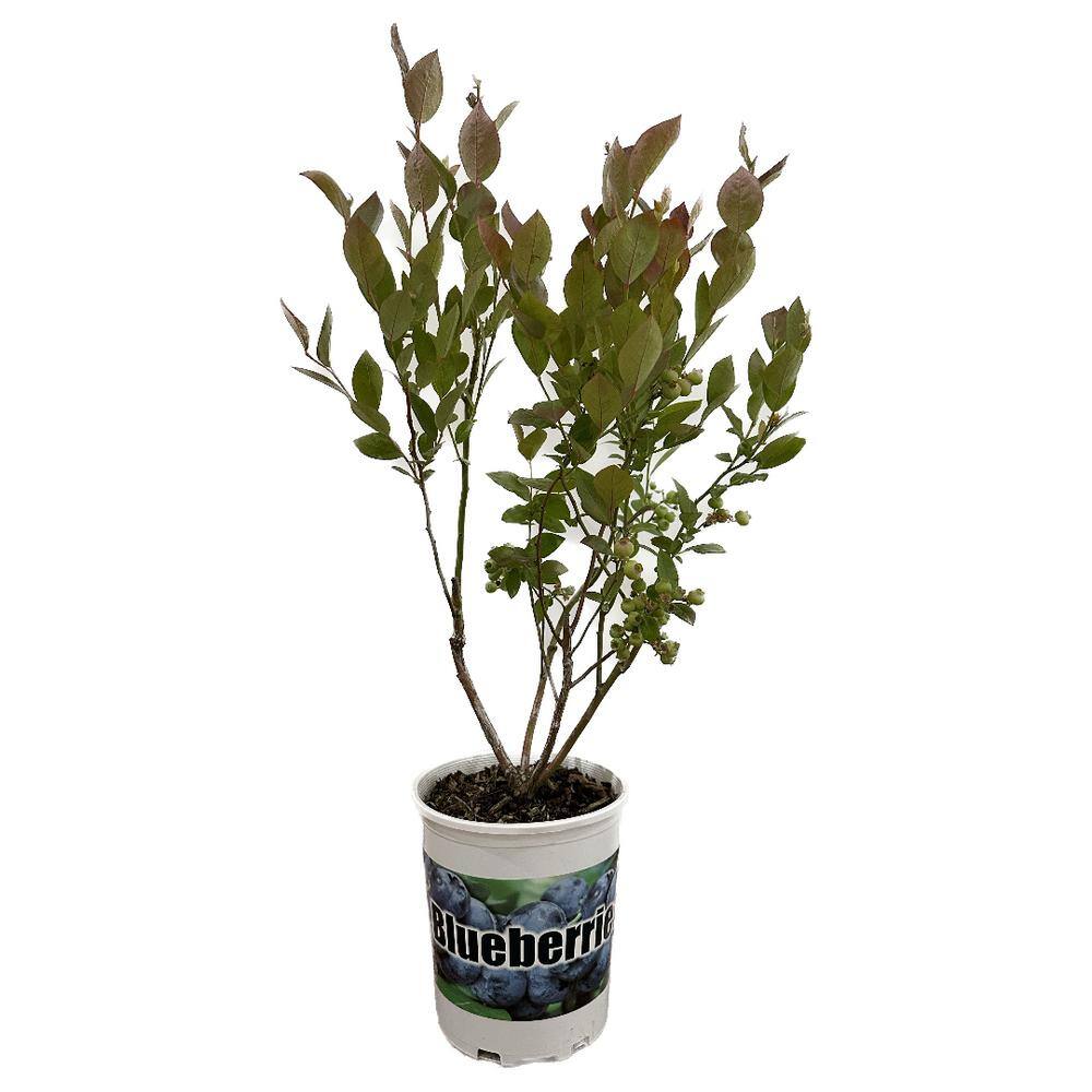 2.5 Qt. Blue Jay Blueberry Live Plant with Sweet, Large Berries 894801 ...