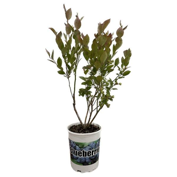 2.5 Qt. Blue Jay Blueberry Live Plant with Sweet, Large Berries 894801 ...