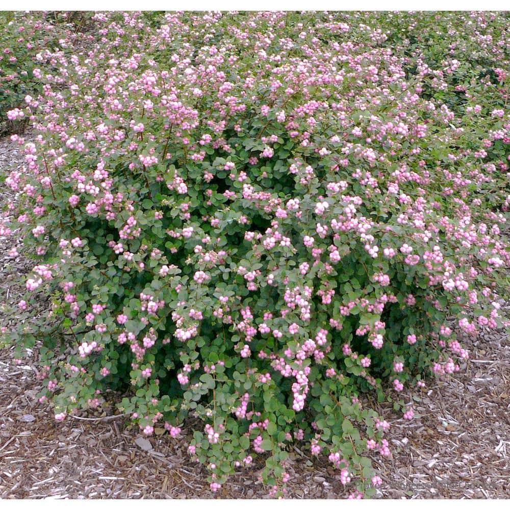 PROVEN WINNERS 4.5 in. Qt. Proud Berry Coralberry (Symphoricarpos sp ...