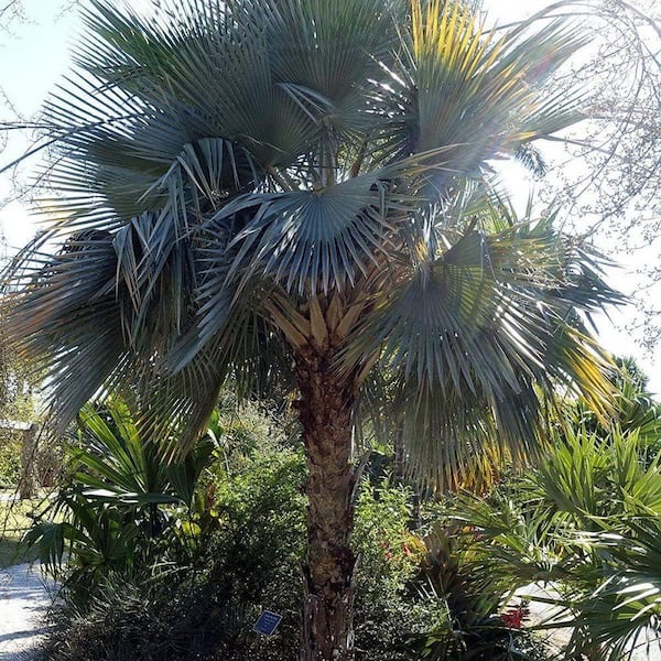 Wekiva Foliage Cuban Wax Palm-5 Live Plants in 4 in. Growers Pots ...