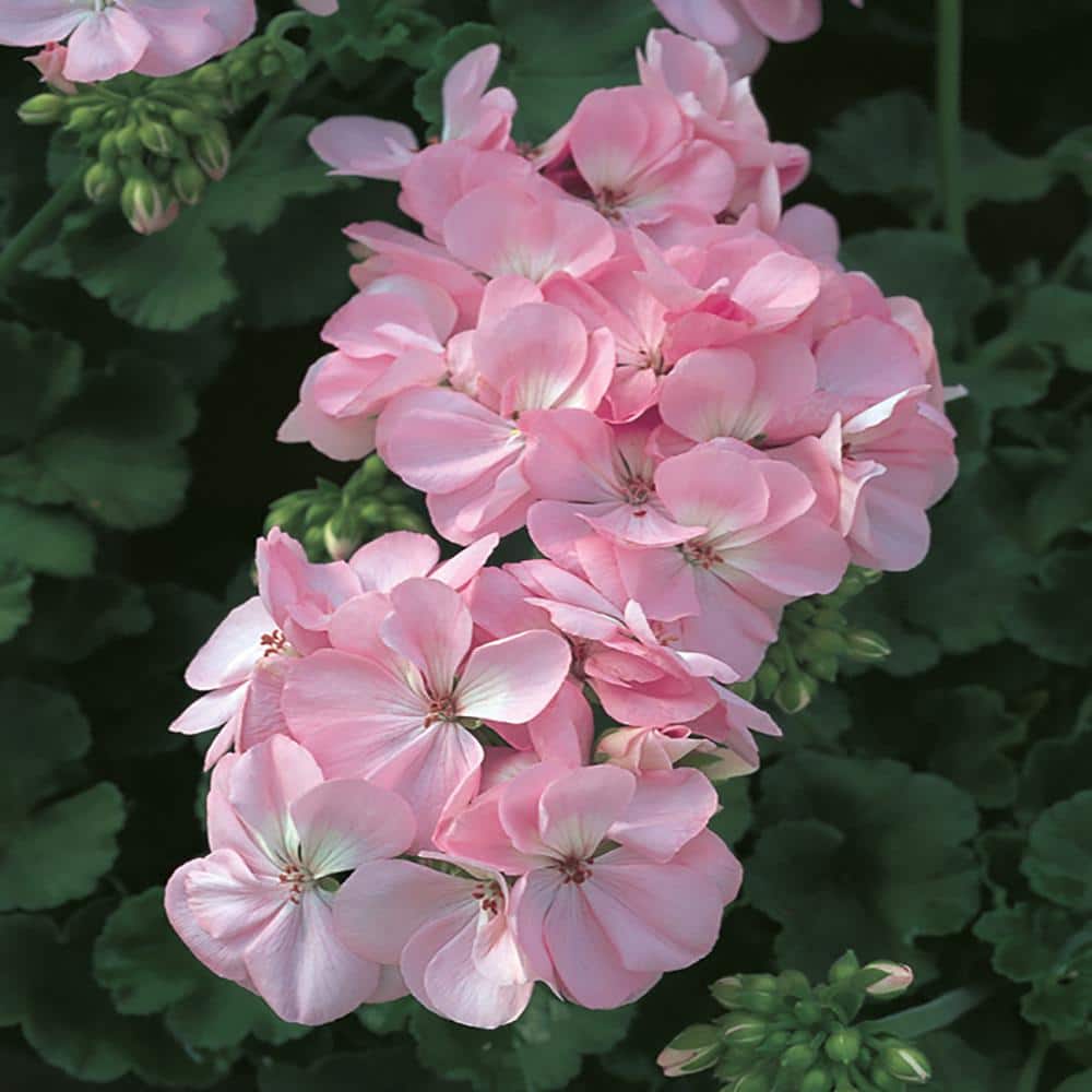 4 in. Pink Geranium Seed 81414 - The Home Depot