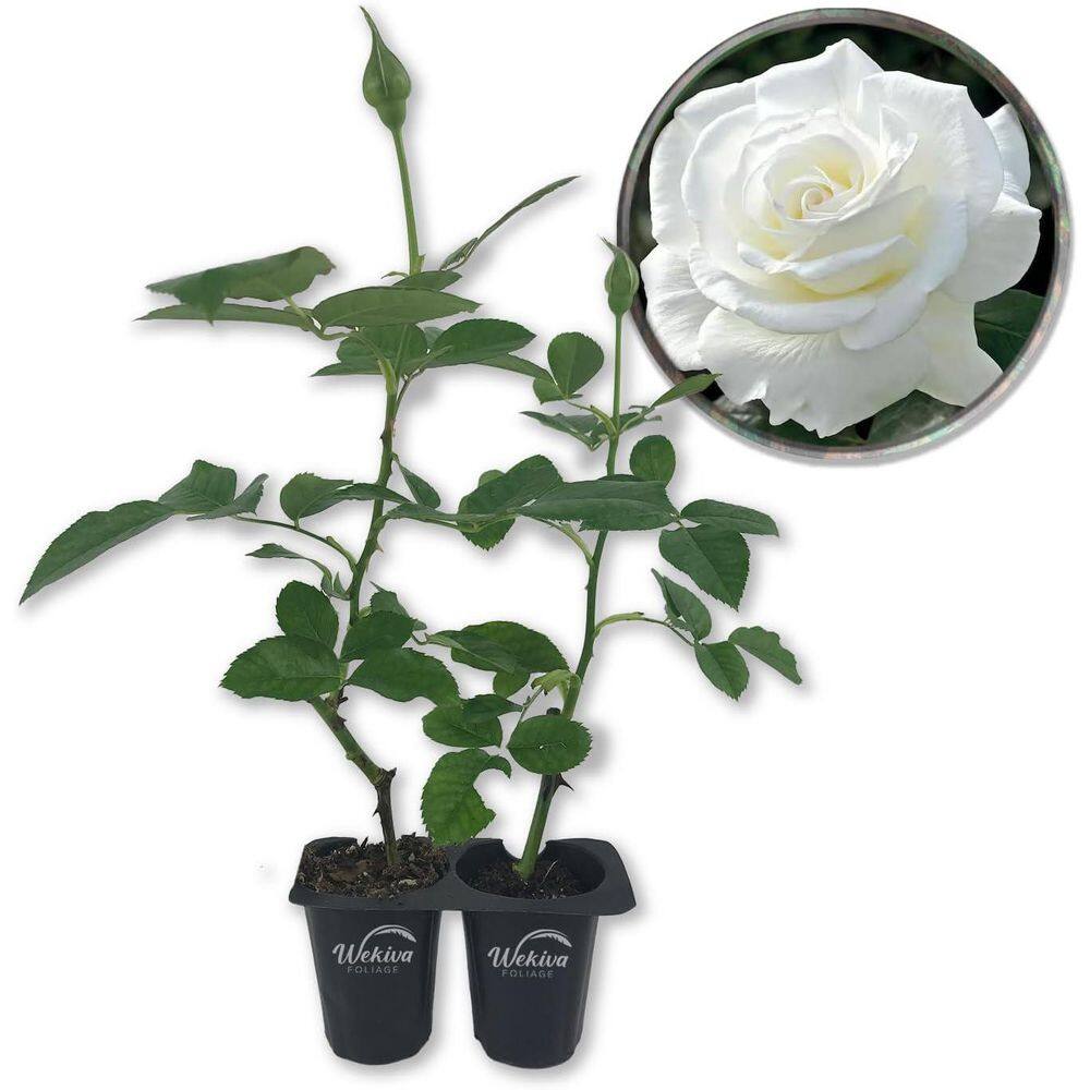 Wekiva Foliage JFK Rose Bush- 2 Live Starter Plants in 2 in. Growers ...