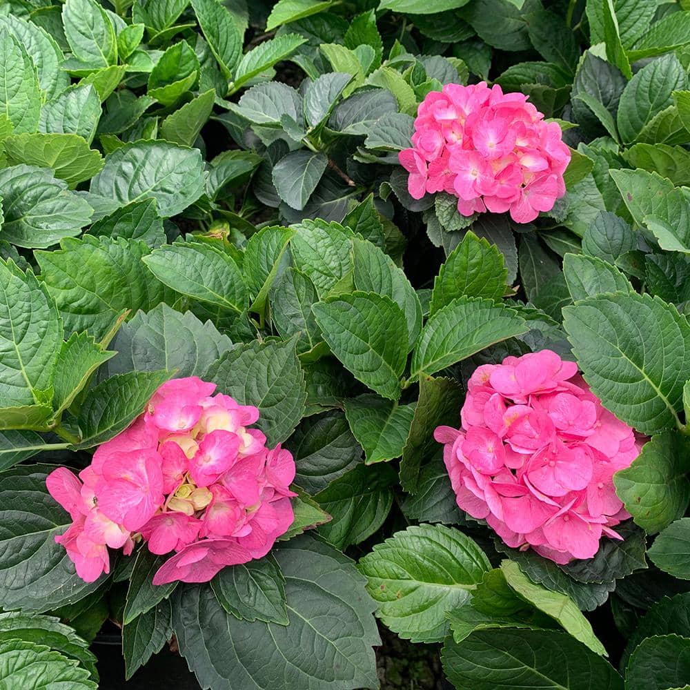 FLOWERWOOD 1 Gal. Charm Hydrangea(Macrophylla) Live Deciduous Shrub ...