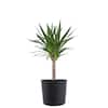 United Nursery Yucca Cane Live Indoor Outdoor Plant in 10 inch Premium ...