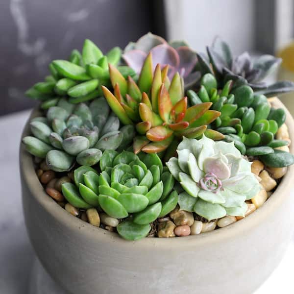 Miniature Succulent Plants