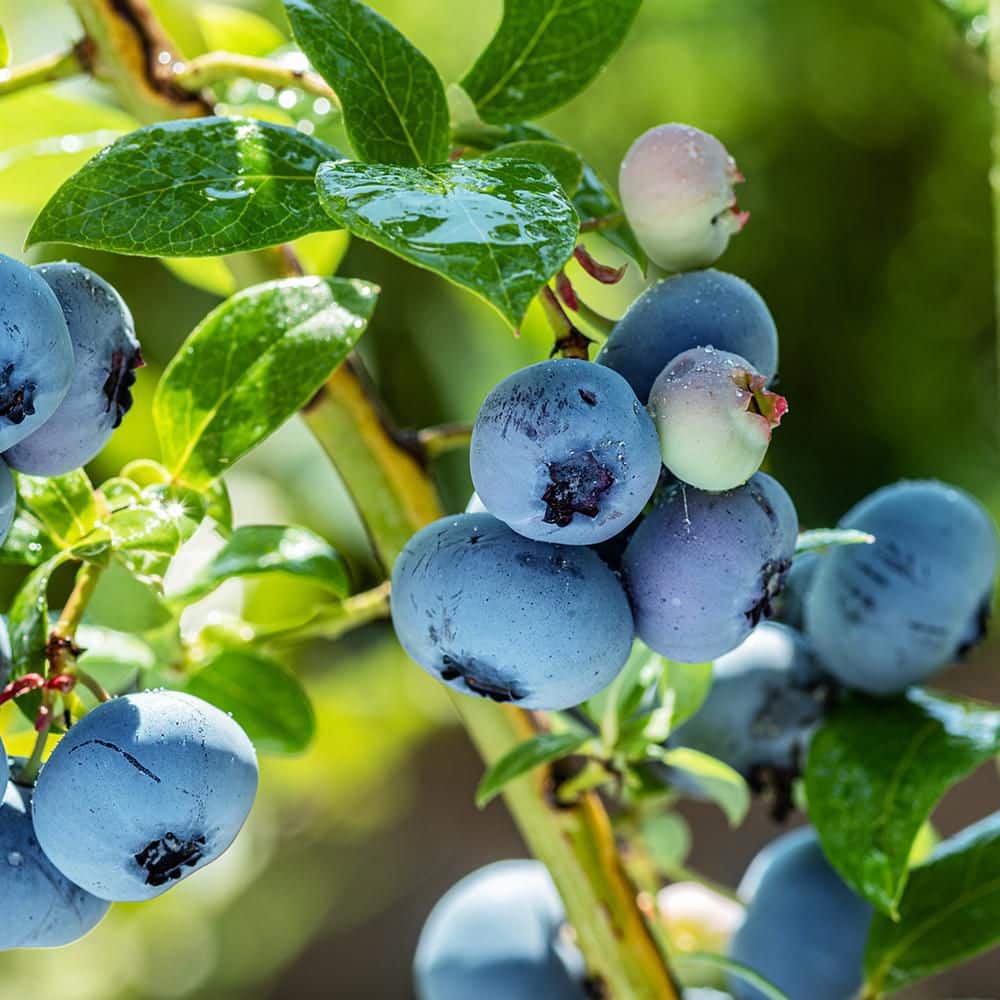 7 gal. DeSoto Rabbiteye Potted Blueberry Plant BLUDES07G - The Home Depot