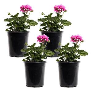 2.5-Qt. #1 Red Geranium Plant (4-Pack) GERSAVRR8-GP4 - The Home Depot