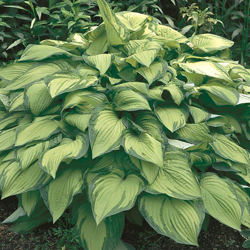#1 Colored Hulk Yellow Variegated Hosta Plant 80189 - The Home Depot