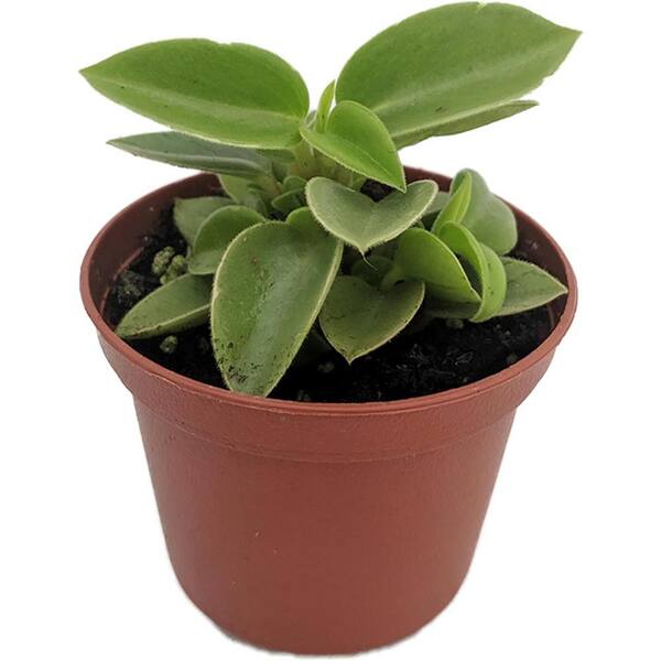 Wekiva Foliage Peperomia Shining Bush-5 Live Plants in 4 Inch Growers ...