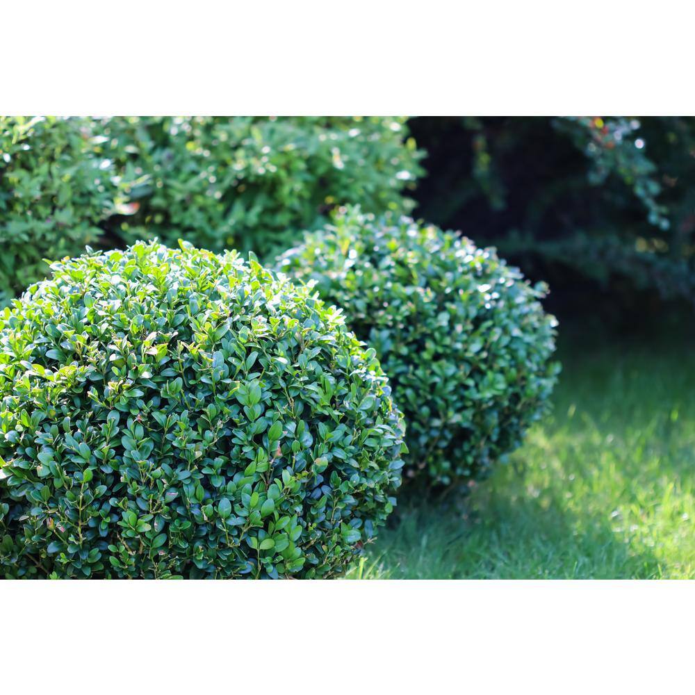 BELL NURSERY 3 Gal. Faulkner Boxwood (Buxus Microphylla) Live Evergreen ...