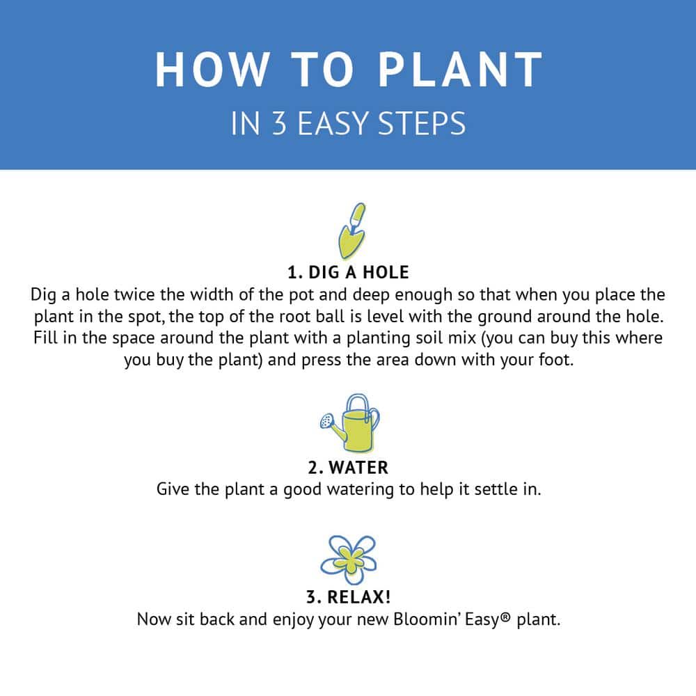 BLOOMIN' EASY 1 Gal. Bouncy Hydrangea (Paniculata) Live Shrub, White to ...