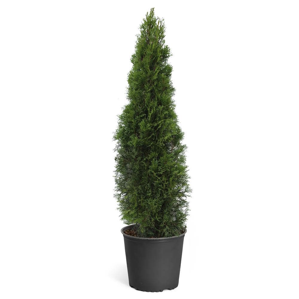 Brighter Blooms 3 Gal. Emerald Green Arborvitae Evergreen Trees THU-EMG ...