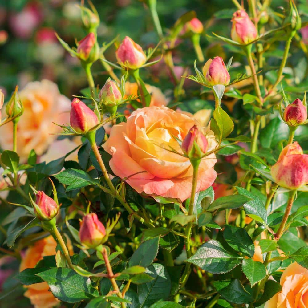 national PLANT NETWORK Bare Root Rose Fiesta Veranda (2-Pack) HD1594 ...