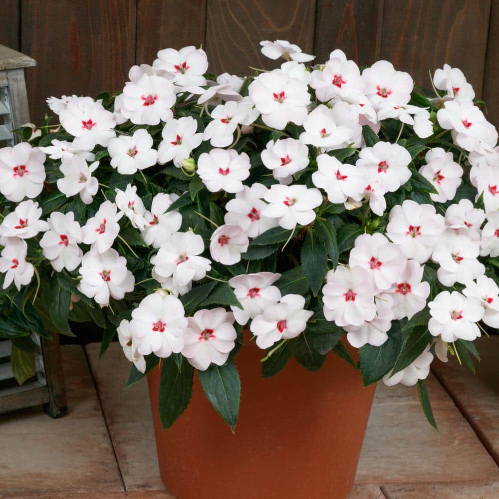 Reviews for SunPatiens 2.5 In. Vigorous Sweetheart White SunPatiens ...