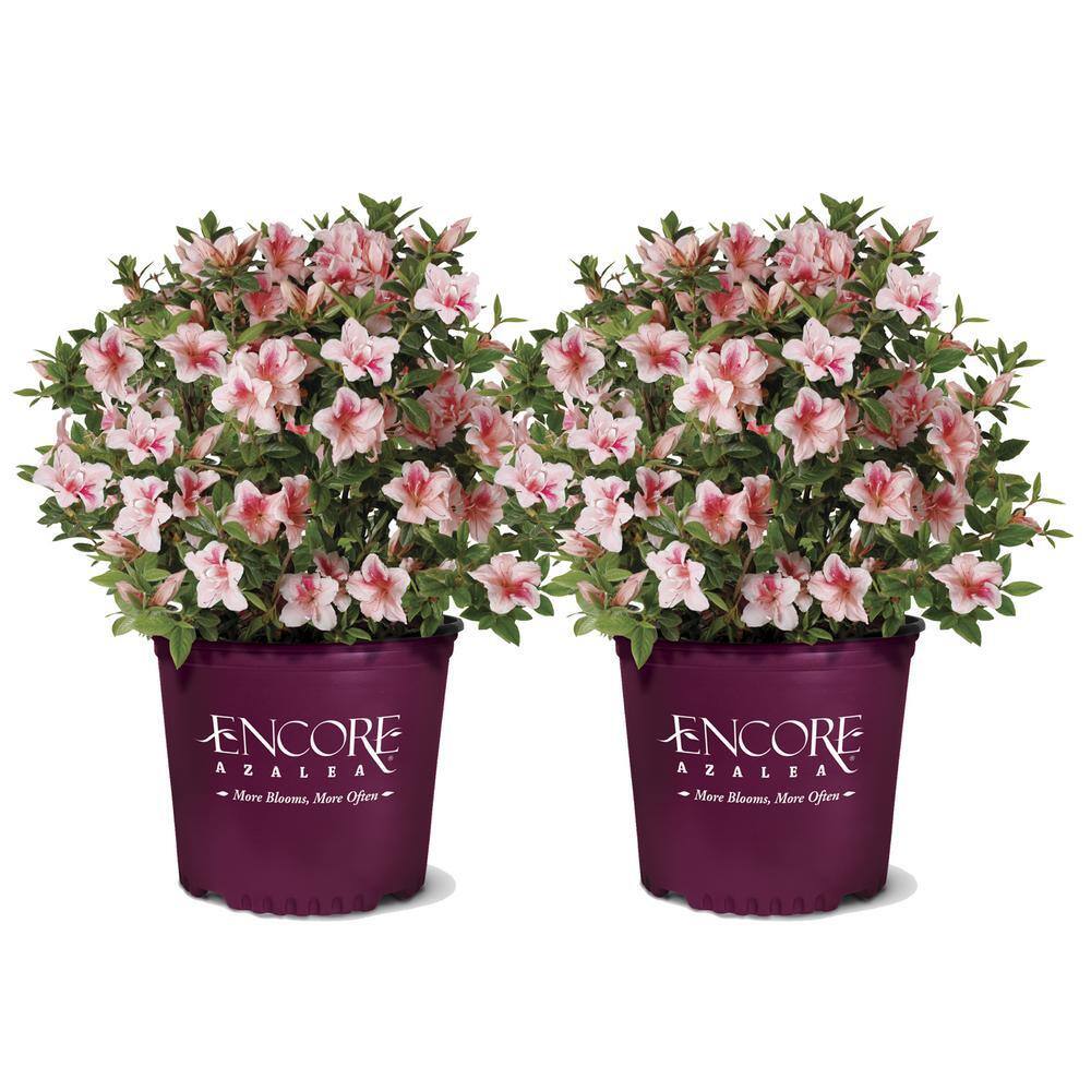 ENCORE AZALEA 1 Gal. Autumn Belle Shrub with Pinkish White Flowers (2 ...