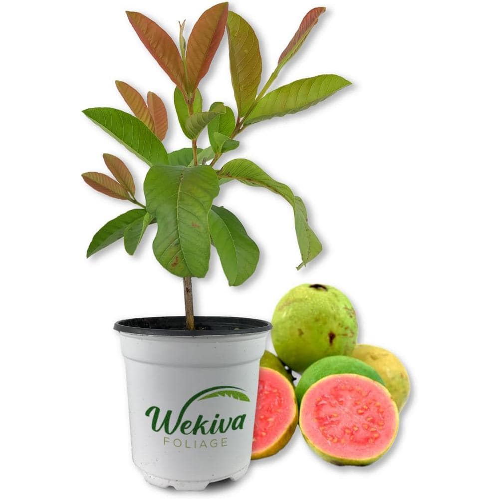 Wekiva Foliage Pink Guava Tree-Live Plant in a 4 Inch Pot-Psidium Guajava-Edible Fruit Bearing ...