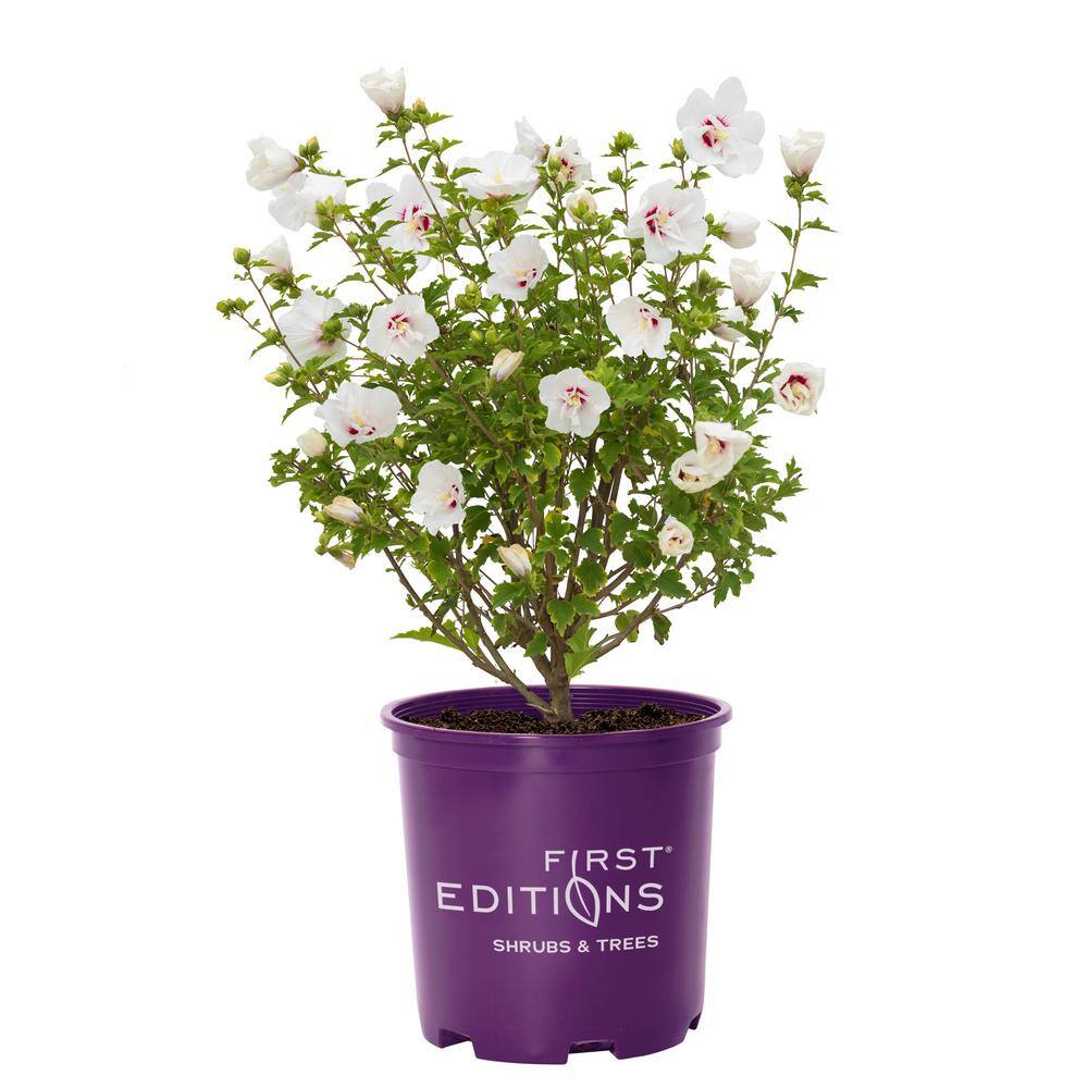 FIRST EDITIONS 2 Gal. Fiji Hibiscus Flowering Shrub with Pink Flowers ...