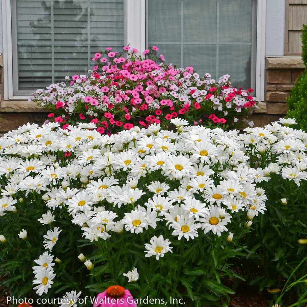 PROVEN WINNERS 1 Gal. Daisy May Shasta Daisy Live Perennial with Large ...