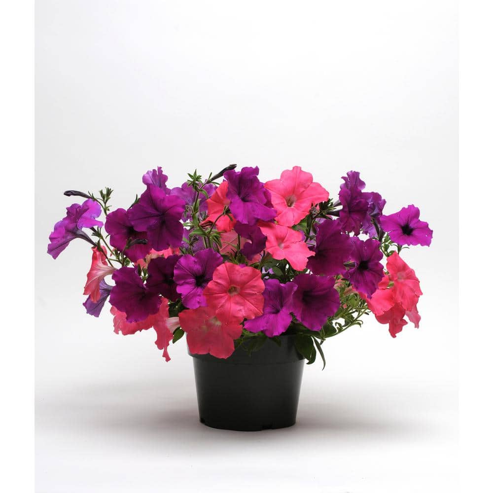 EASY WAVE 4-Pack Opposites Attract Mix Easy Wave Petunia Annual Plant ...