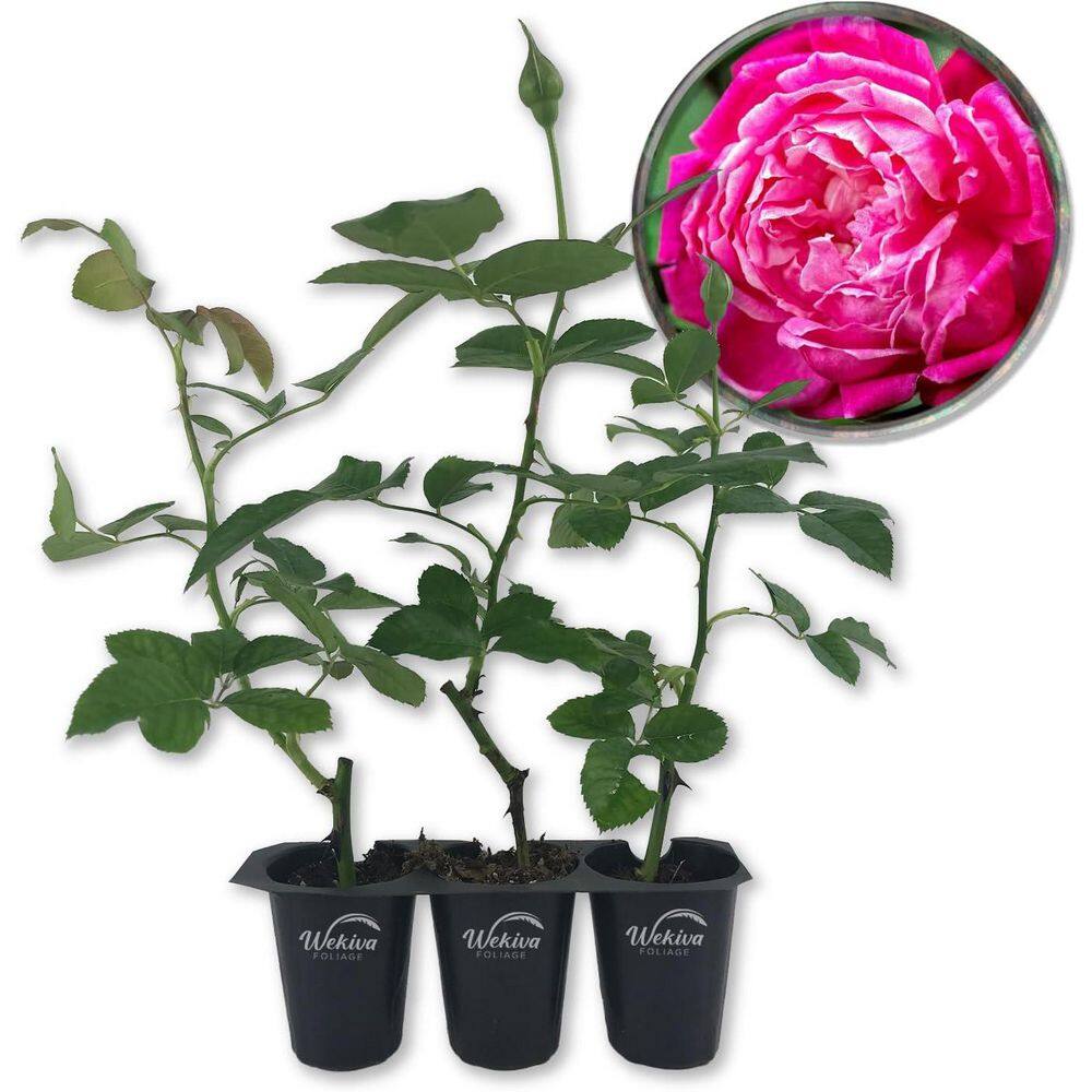 Wekiva Foliage Louis Philippe Rose Bush 3-Live Starter Plants in 2 in ...