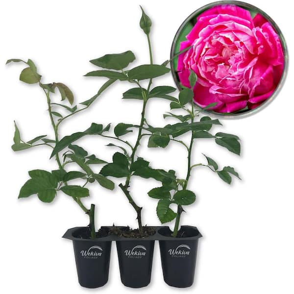 Wekiva Foliage Louis Philippe Rose Bush 3-Live Starter Plants in 2 in ...