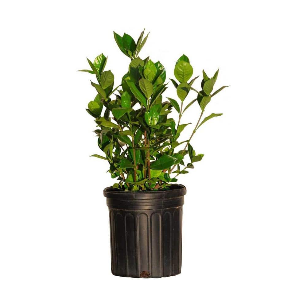 FLOWERWOOD 2.5 Qt. August Beauty Gardenia Shrub with Fragrant White ...