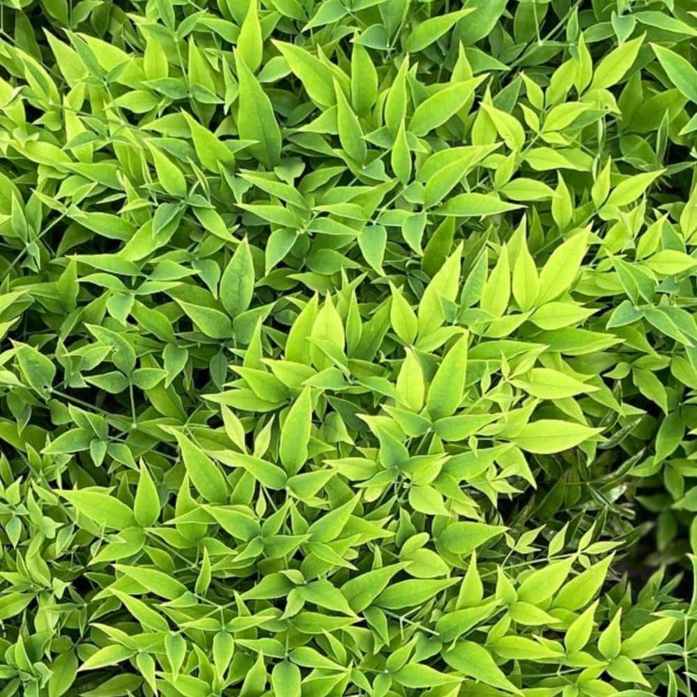 Alder & Oak #1 Container Moon Bay Nandina Heavenly Bamboo Shrub (4-Pack ...