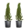 3 ft. to 4 ft. Italian Cypress Tree (2-Pack) THD00168 - The Home Depot