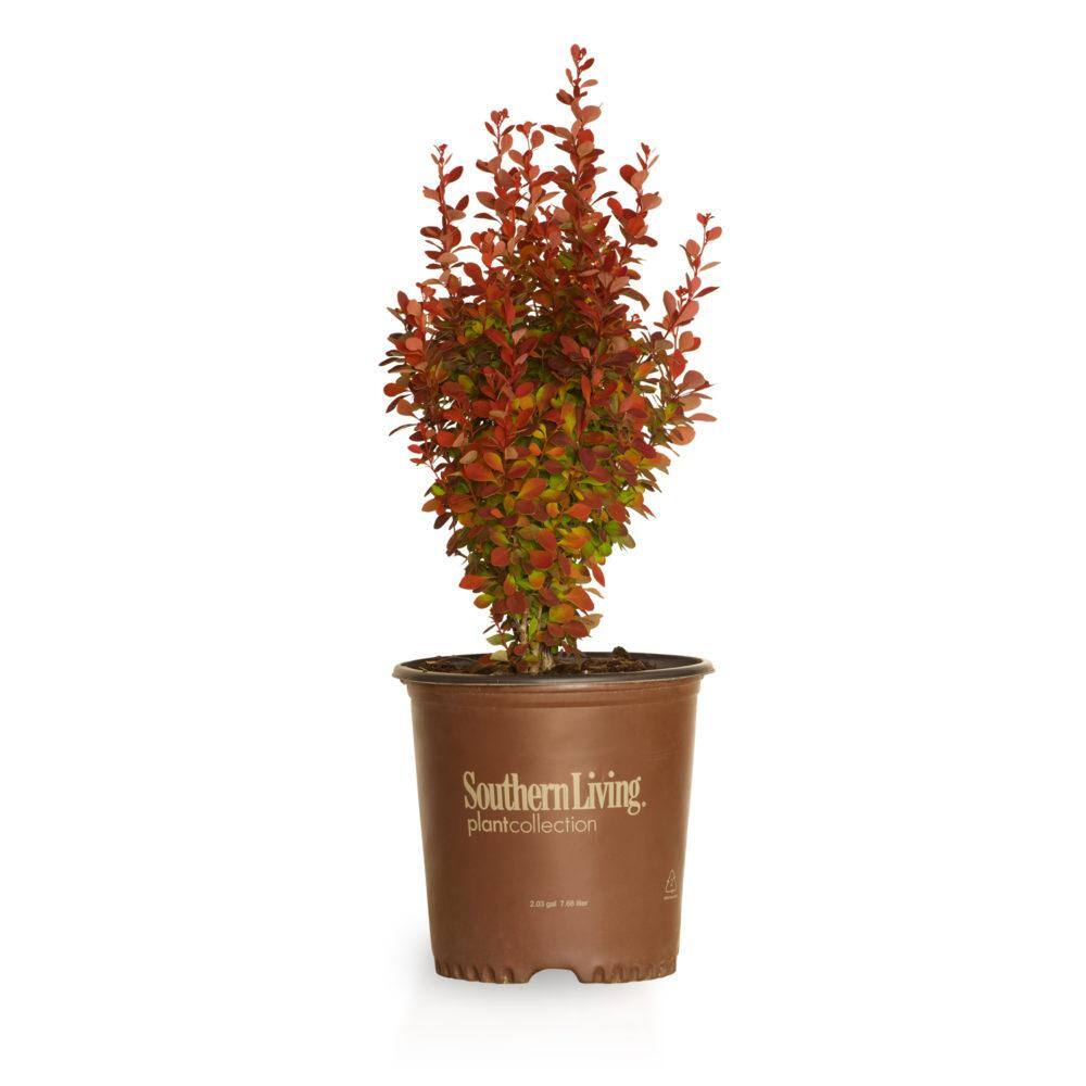 Reviews for SOUTHERN LIVING 1.5 Gal. Orange Rocket Barberry, Live ...