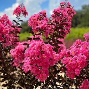 BLACK DIAMOND 2 Gal. Radiant Red Deciduous Crape Myrtle Tree 17885