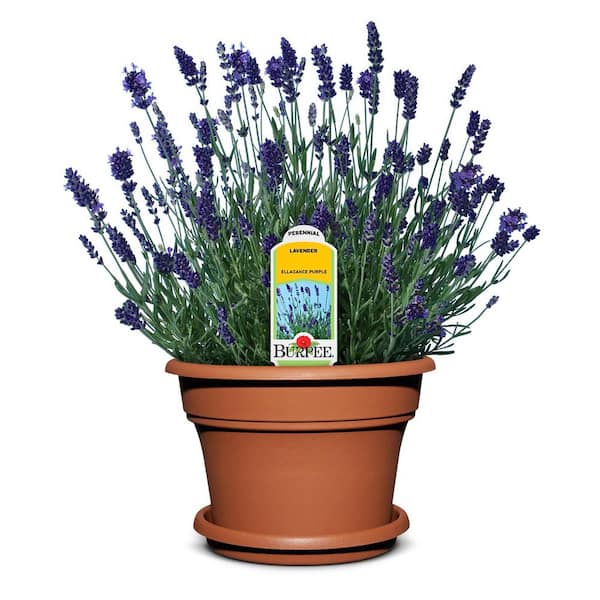 Burpee 6 in. Burpee Herb Potted Lavender in Deco Pot FG00095106 - The ...