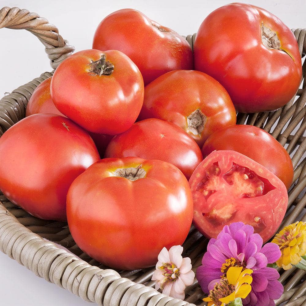Bonnie Plants 19 oz. Marion Heirloom Tomato Plant 0240 - The Home Depot