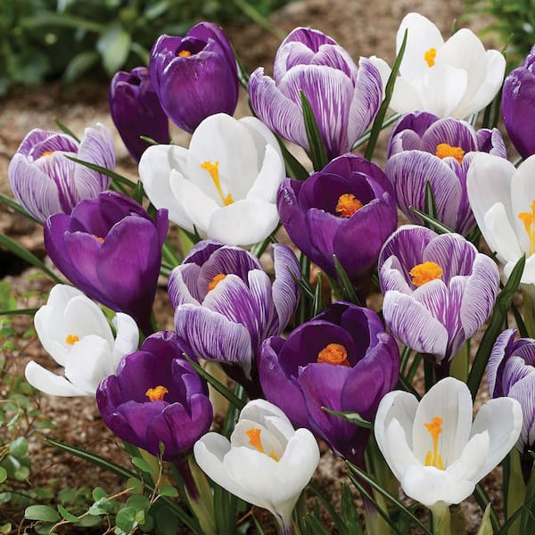 VAN ZYVERDEN Crocus Large Flowering Mix Dormant Bulbs 10060PHD - The ...