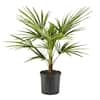 Online Orchards 5 Gal. Windmill Palm Tree - Among the most cold hardy ...