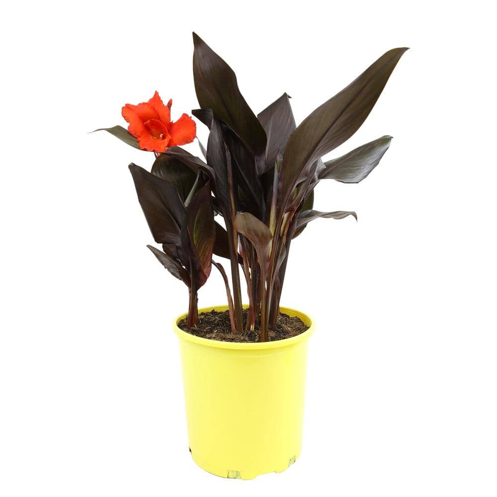 ALTMAN PLANTS 4 qt. Canna Lava Rock Lily Garden Perennial Outdoor Plant ...
