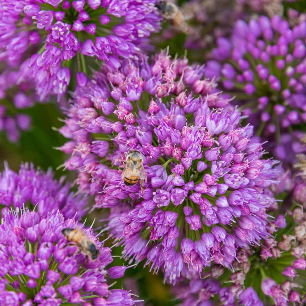 Breck's 1 Gal. Pot, Millenium Allium Potted Flowering Perennial Plant ...