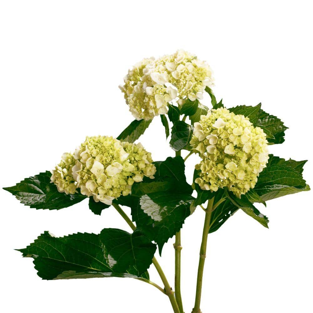 Globalrose Fresh 50 Stems of Light Green Hydrangeas hydrangeas-green-40 ...