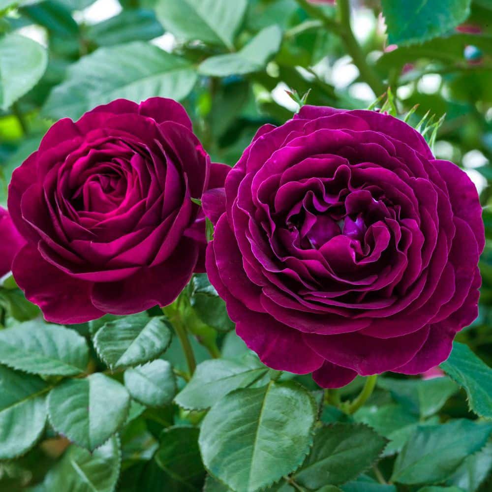 DIRECT GARDENING Twilight Zone Grandiflora Rose Bush Dormant Bare Root ...