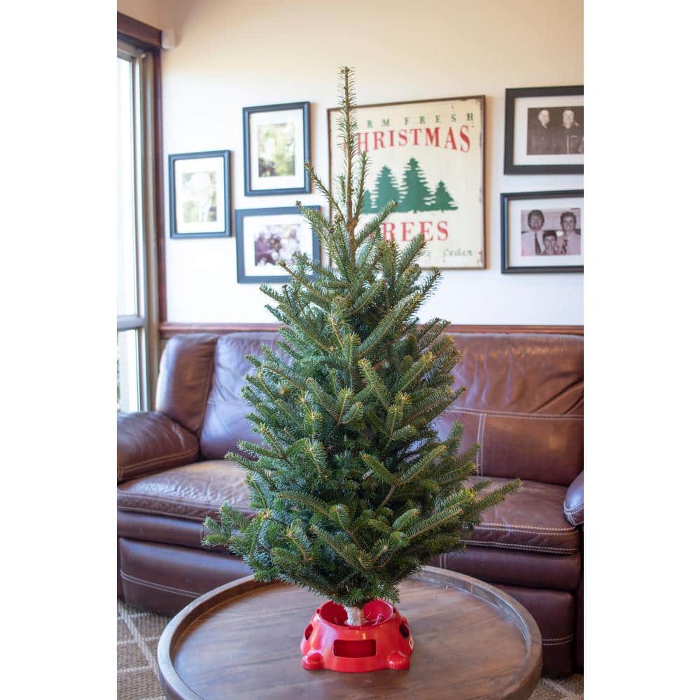 2 ft. to 3 ft. Live Fraser Fir Table Top Christmas Tree with Stand ...