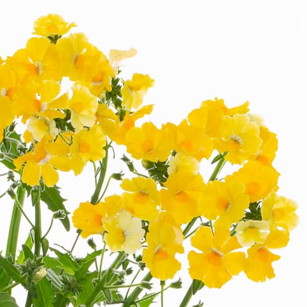 Nemesia Flower Common Name | Best Flower Site